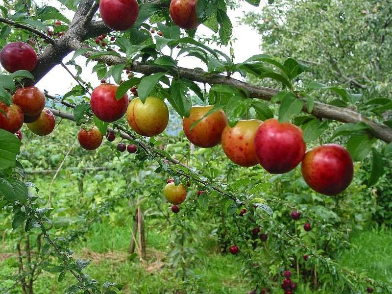 BUCATARIA VEGANA: 07/02/14