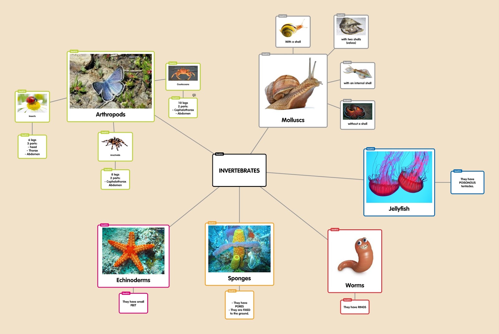 NATURAL SCIENCE: INVERTEBRATES (mind-map)
