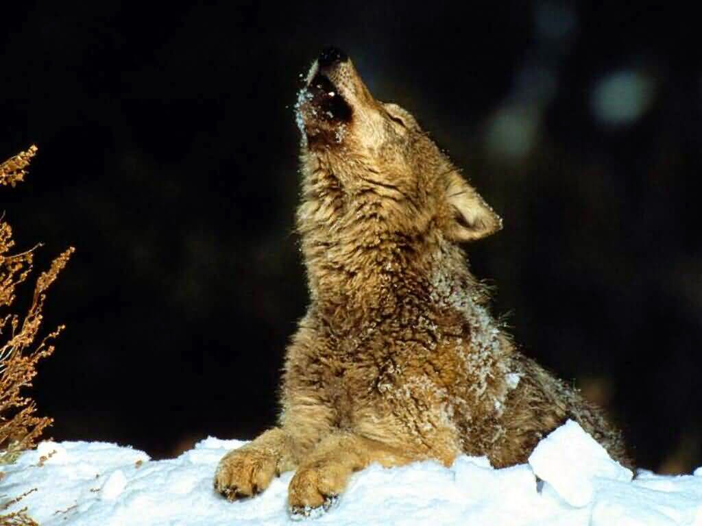 White Wolf : 10 Reasons Why Wolves Are Actually Really Lovable