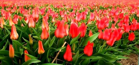 Blog Rilek-Rilek: Betul Betul Ohsem - Ladang Bunga Tulip Di Belanda