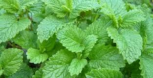 MERIDIJANI.BLOGSPOT.MK: Маточина Пчелник, Лимон трева (Melissa ...