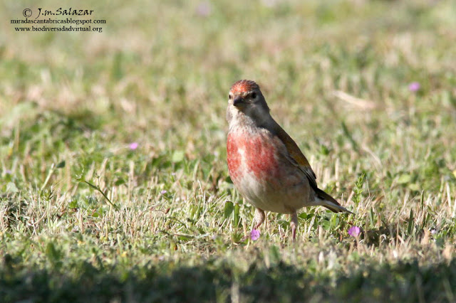 Miradas Cantábricas: Pardillo común - Cardulis cannabina