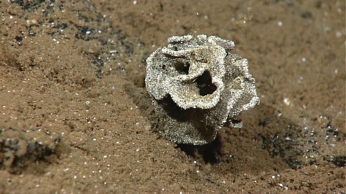 The Echinoblog: Giant Deep Sea Amoebas! Meet the Xenophyophores!!