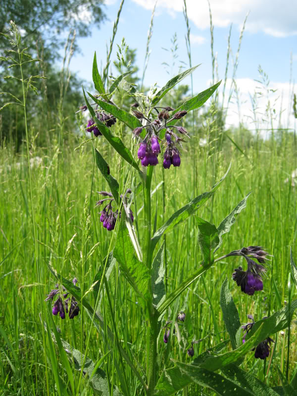 Gavez (Symphytum officinale L.) | Prirodni lijekovi za sve bolesti ...