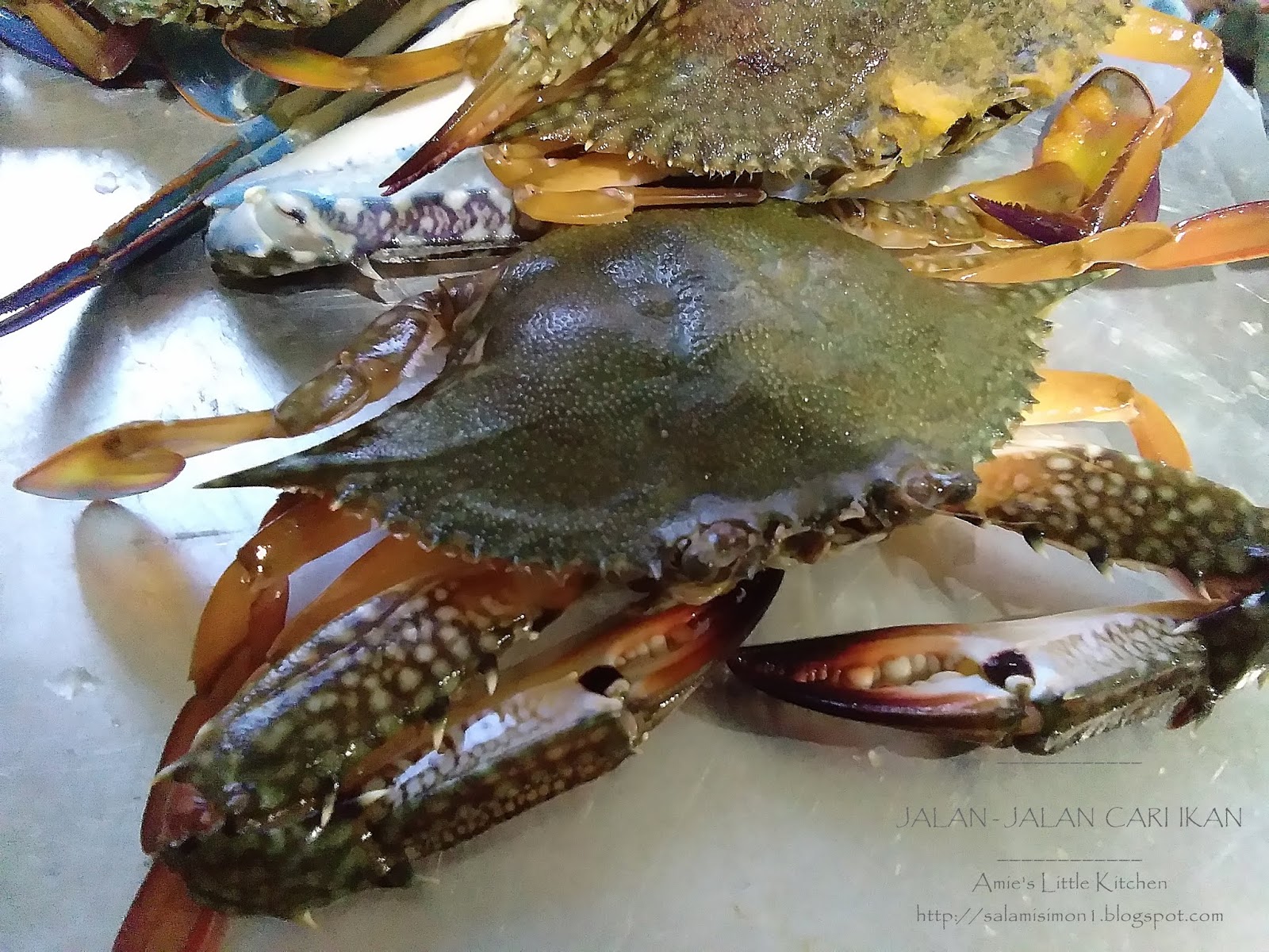 Kenali Jantina Ketam Renjong @ Ketam Bunga - Amie's Little Kitchen