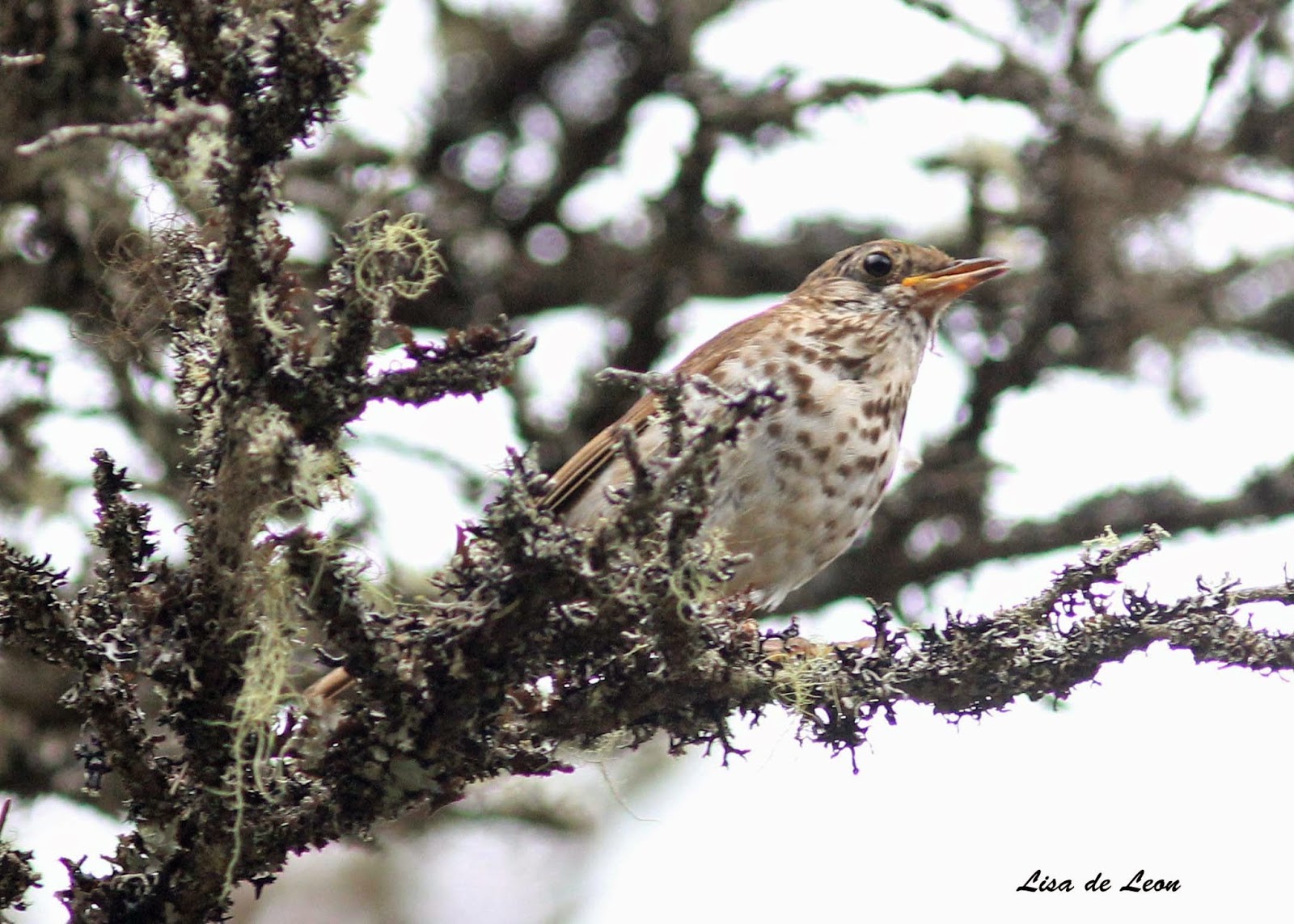 Birding with Lisa de Leon: Thrush Confusion
