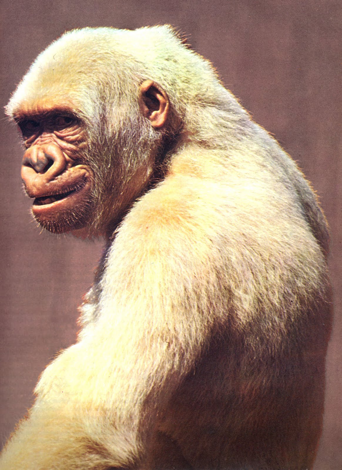 Crítica Copito de Nieve: Entretenimiento demasiado infantil