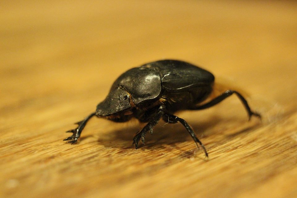 especies chilenas: Los detritívoros