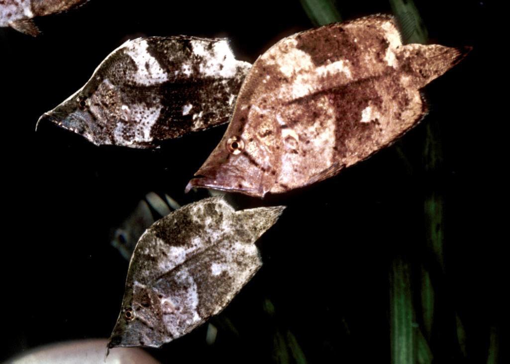 Blog de Medio Ambiente : El pez hoja, Monocirrhus polyacanthus