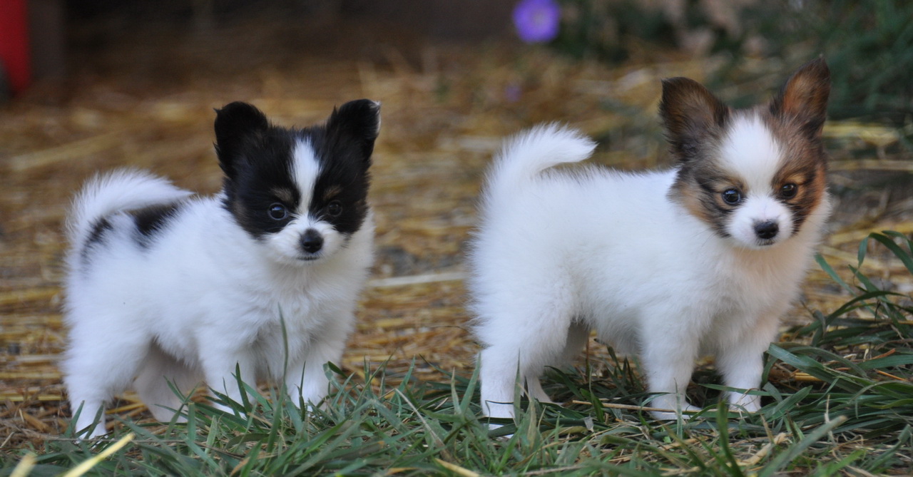 Road's End Papillons : 6 Weeks old Papillon Puppies