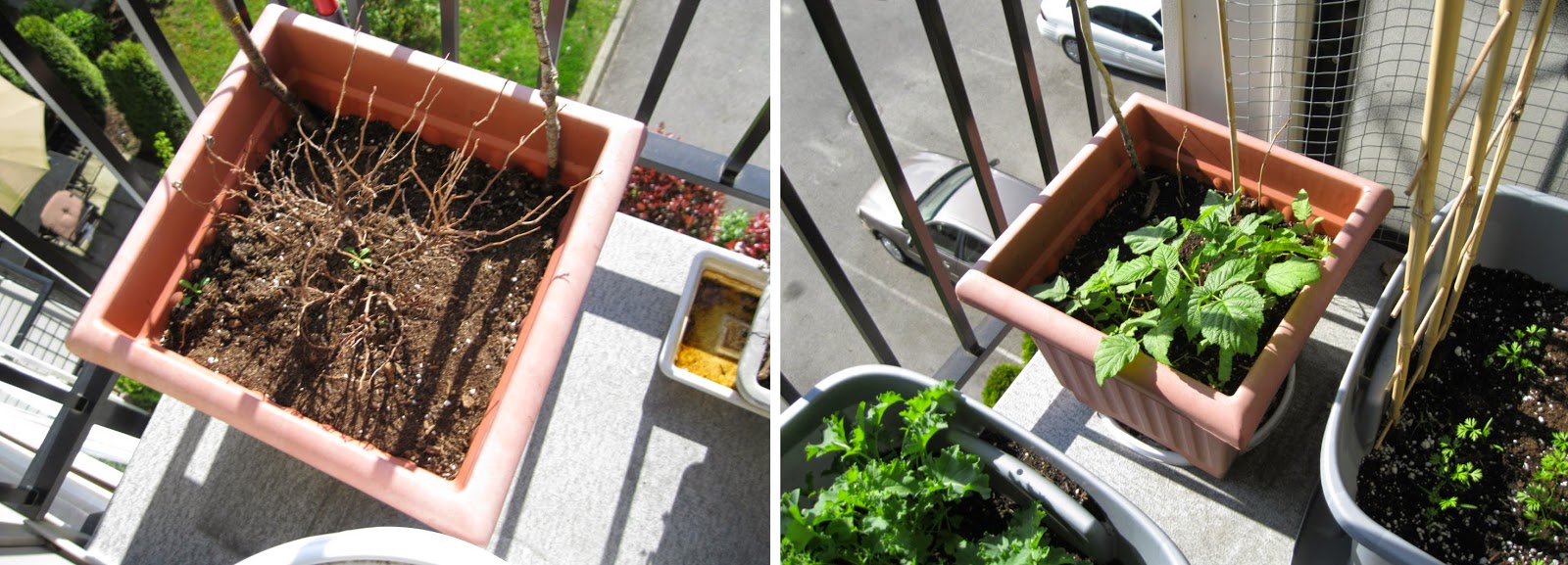 Balcony of Eden: Tips for Growing Raspberries