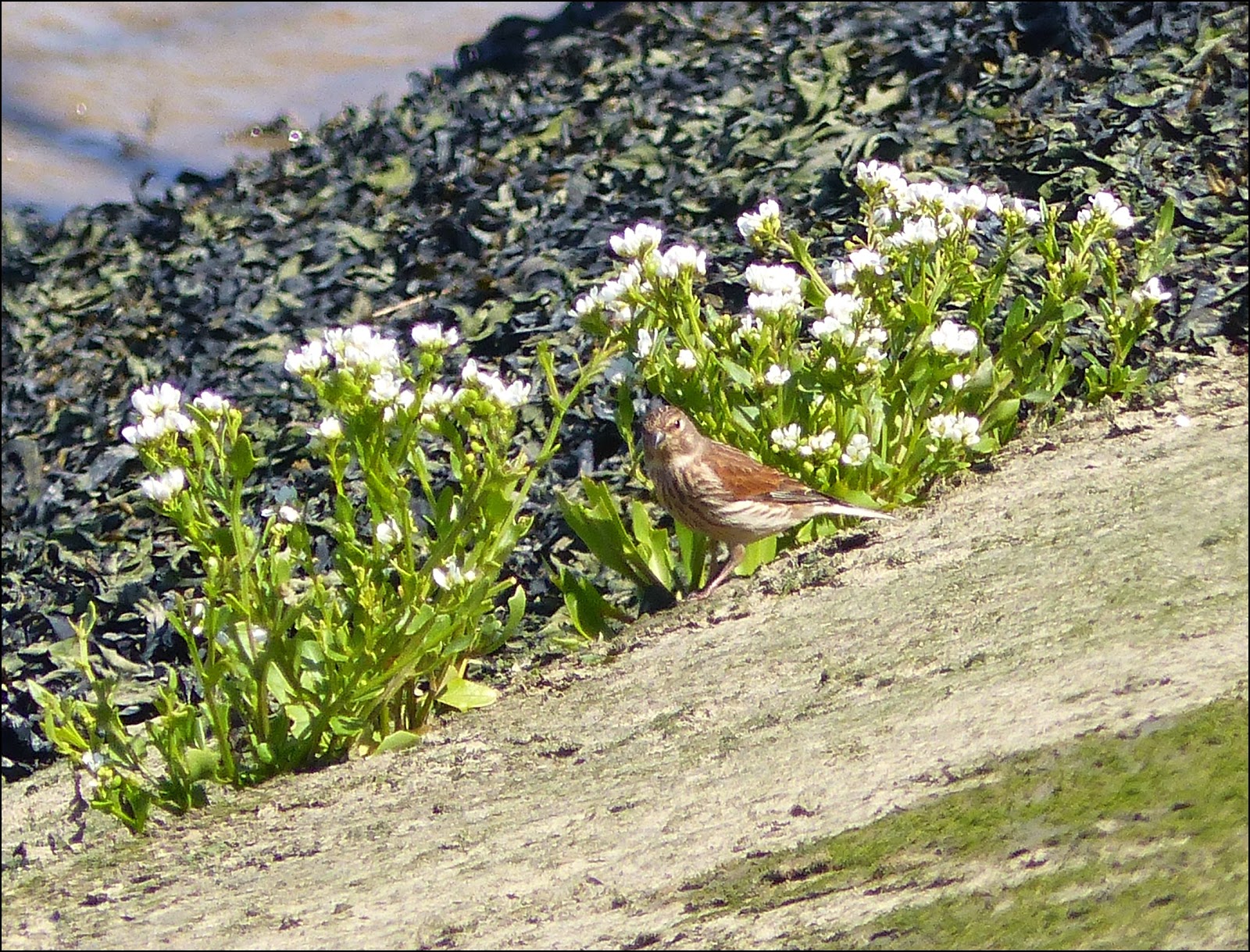 'Our' On-Line Diary: We wander around on the Erith Marshes aka the ...