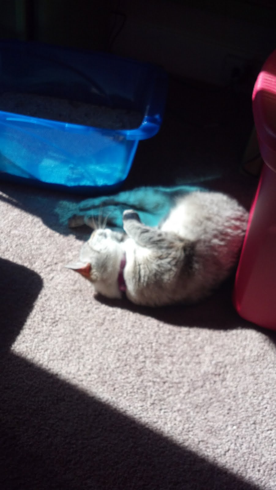 Heather Hite and Family