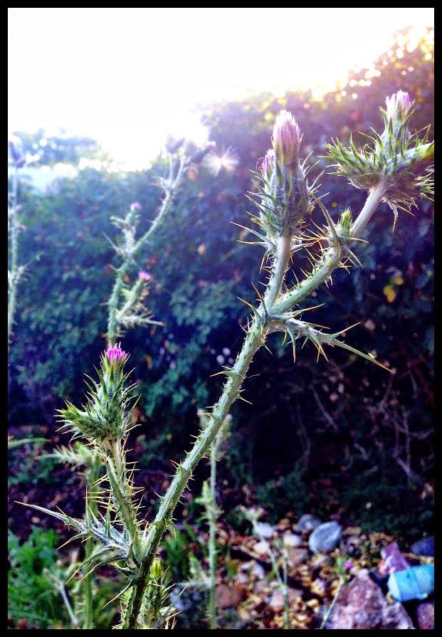 olivemydreams: The Straw Bale Garden: Planning