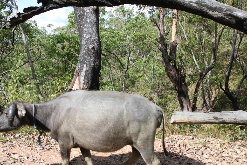 O Novo Selvagem: Animais domésticos de Timor-Leste