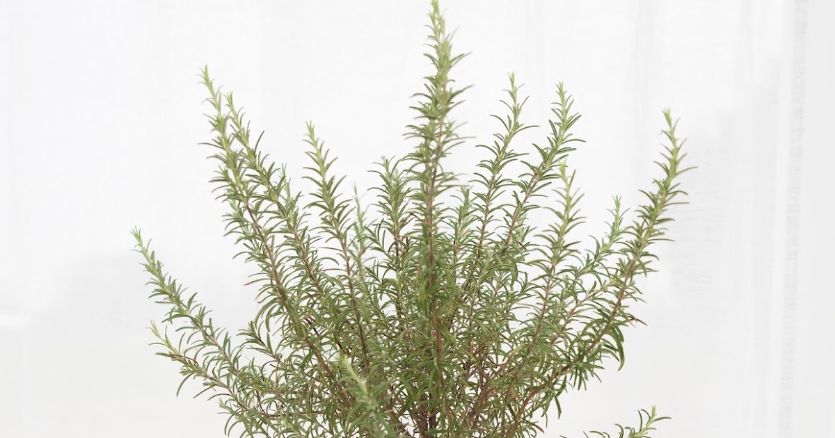 Växthusliv: Uppstammad rosmarin