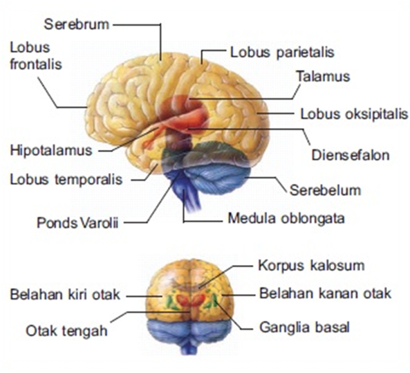 Sistem saraf pada manusia ~ PerpusPedia
