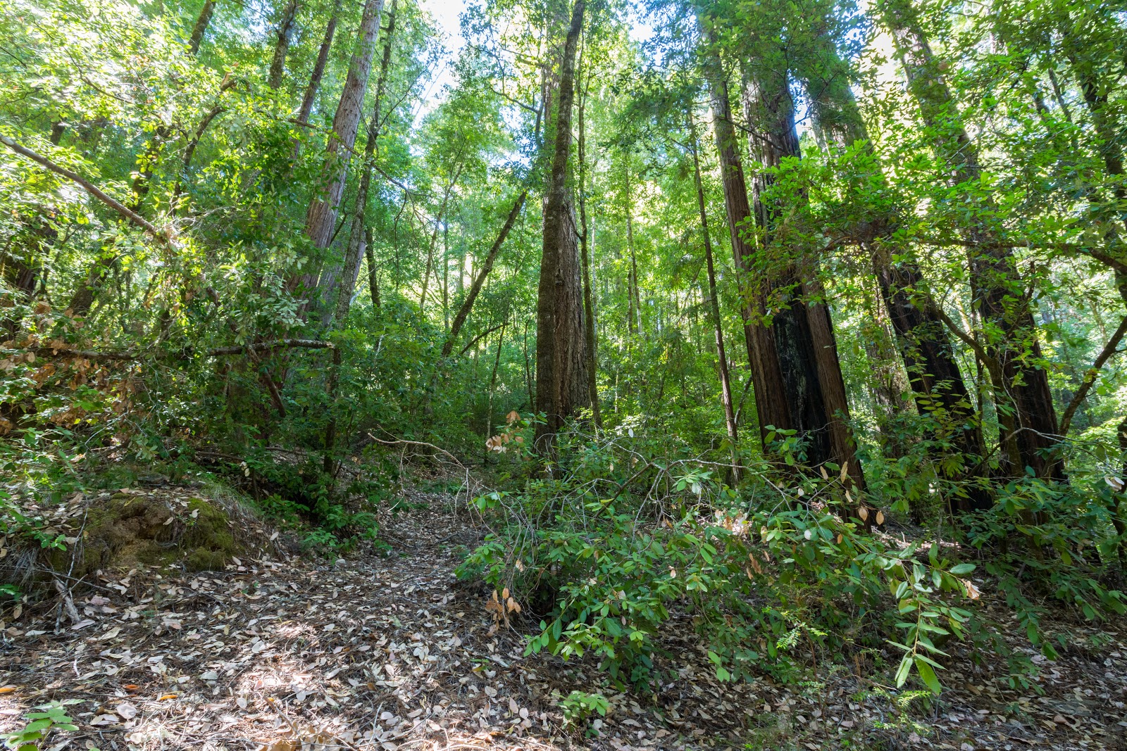 Naturetastic Blog: Big Basin State Park, CA