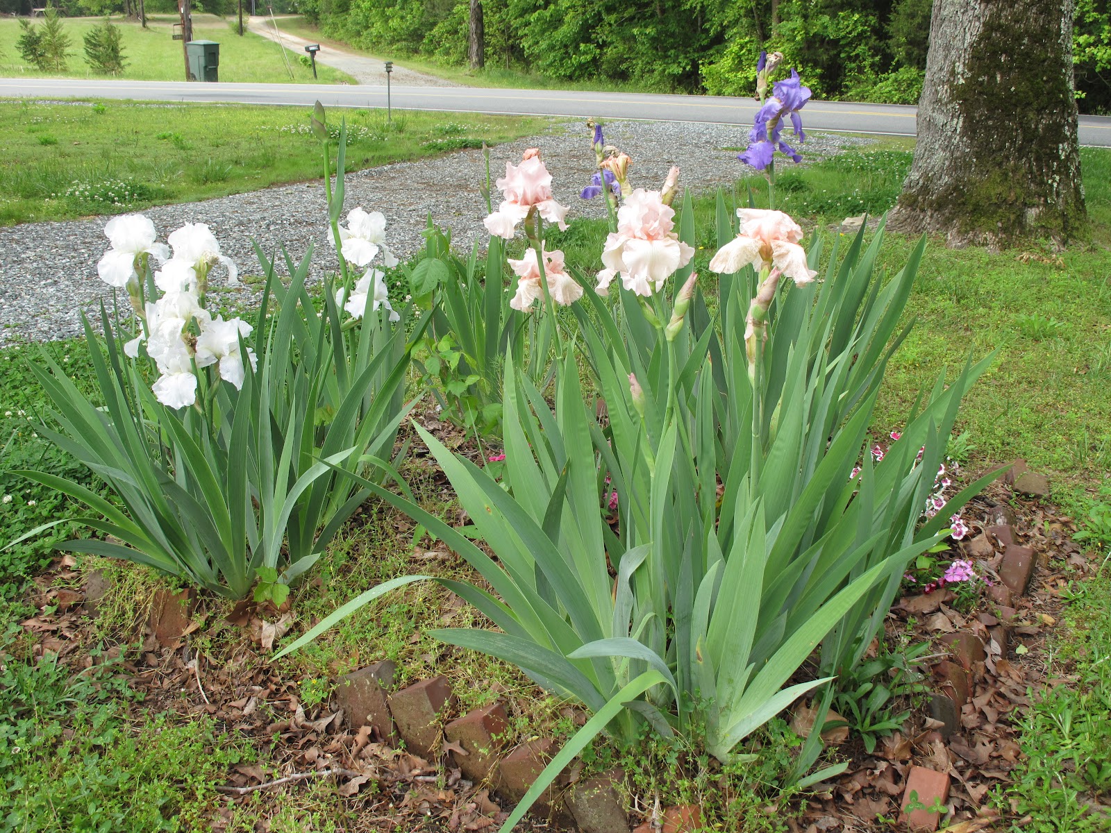 Wings of Dawn Farm: Irises