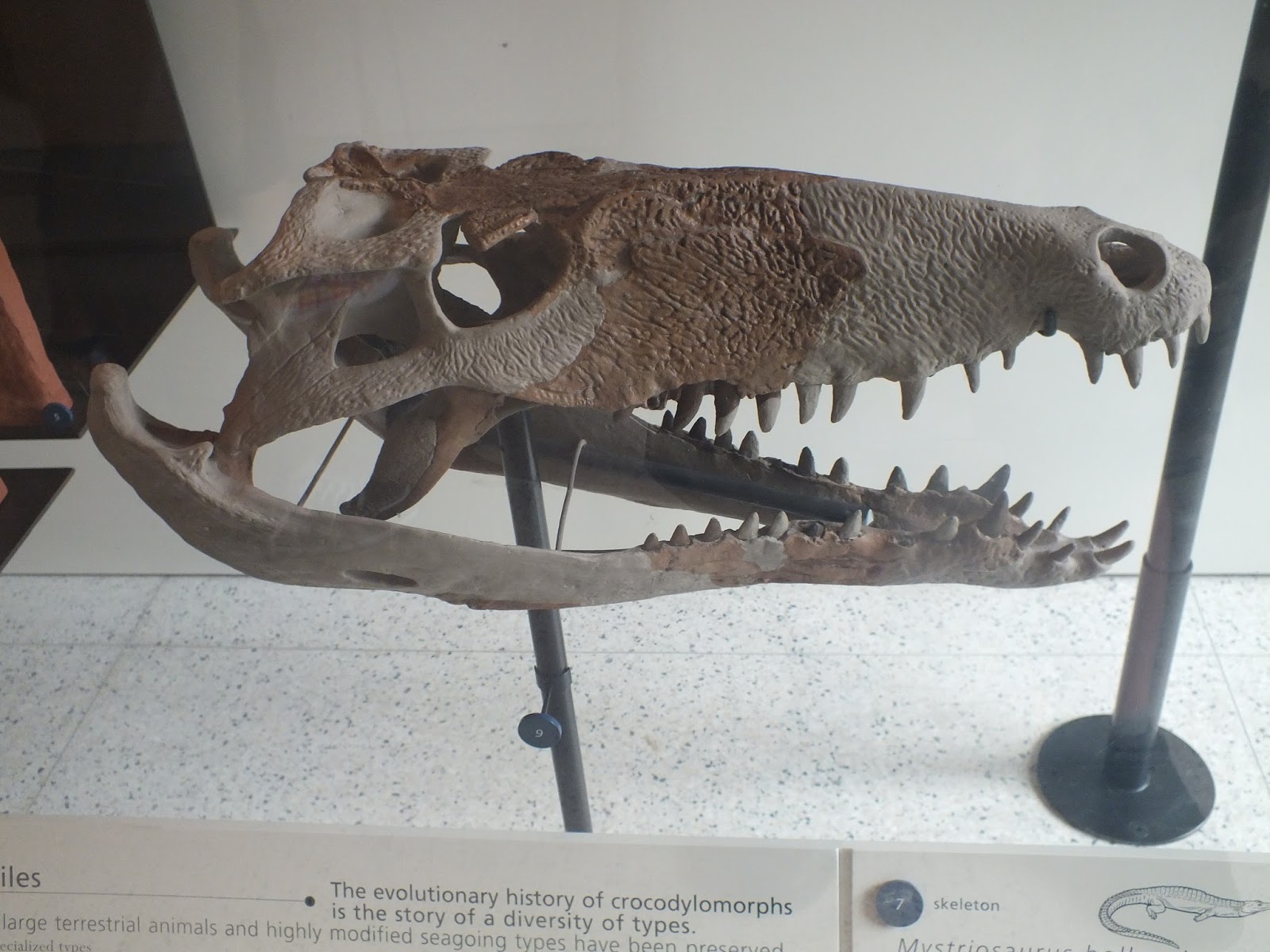 The Disillusioned Taxonomist: Hall of Vertebrate Origins