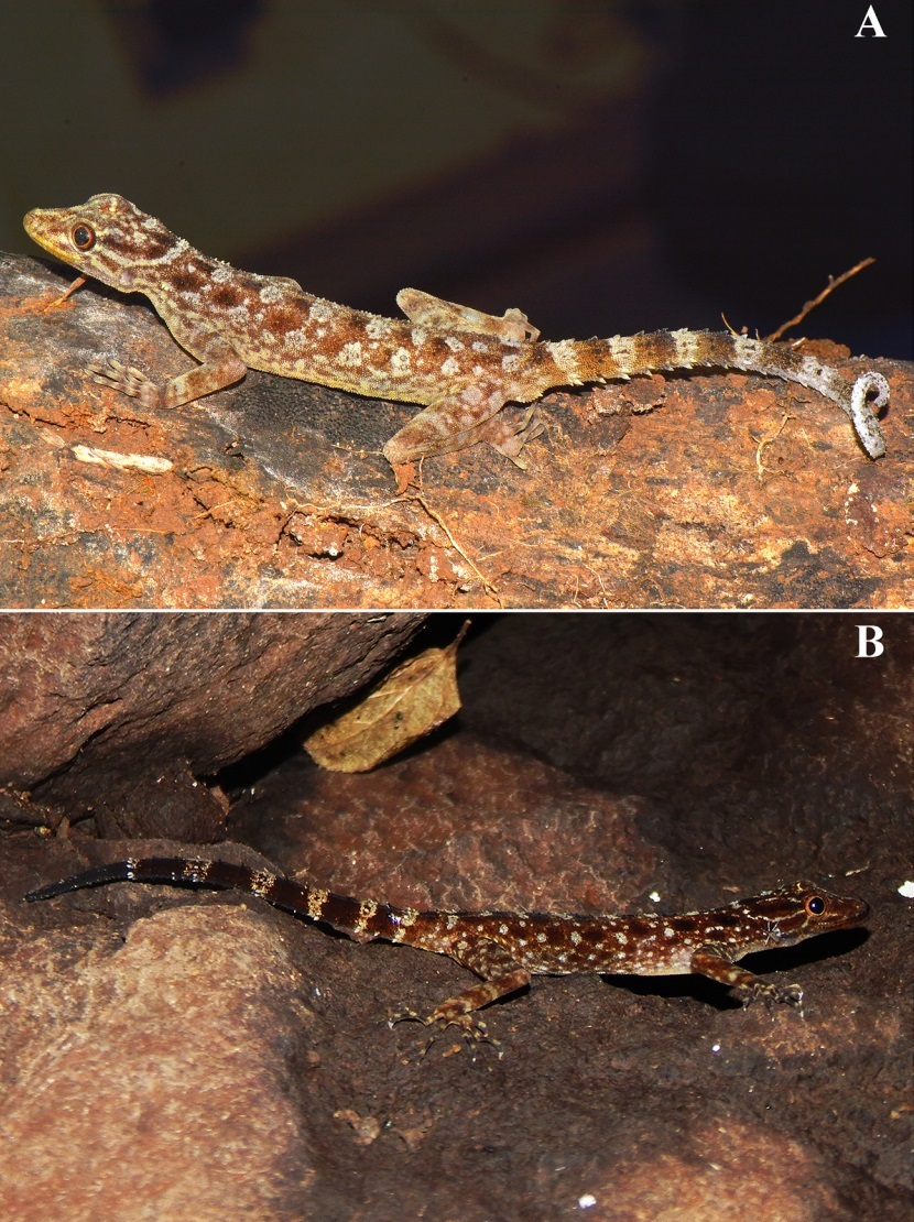 Species New to Science: [Herpetology • 2019] Cnemaspis muria • Hiding ...