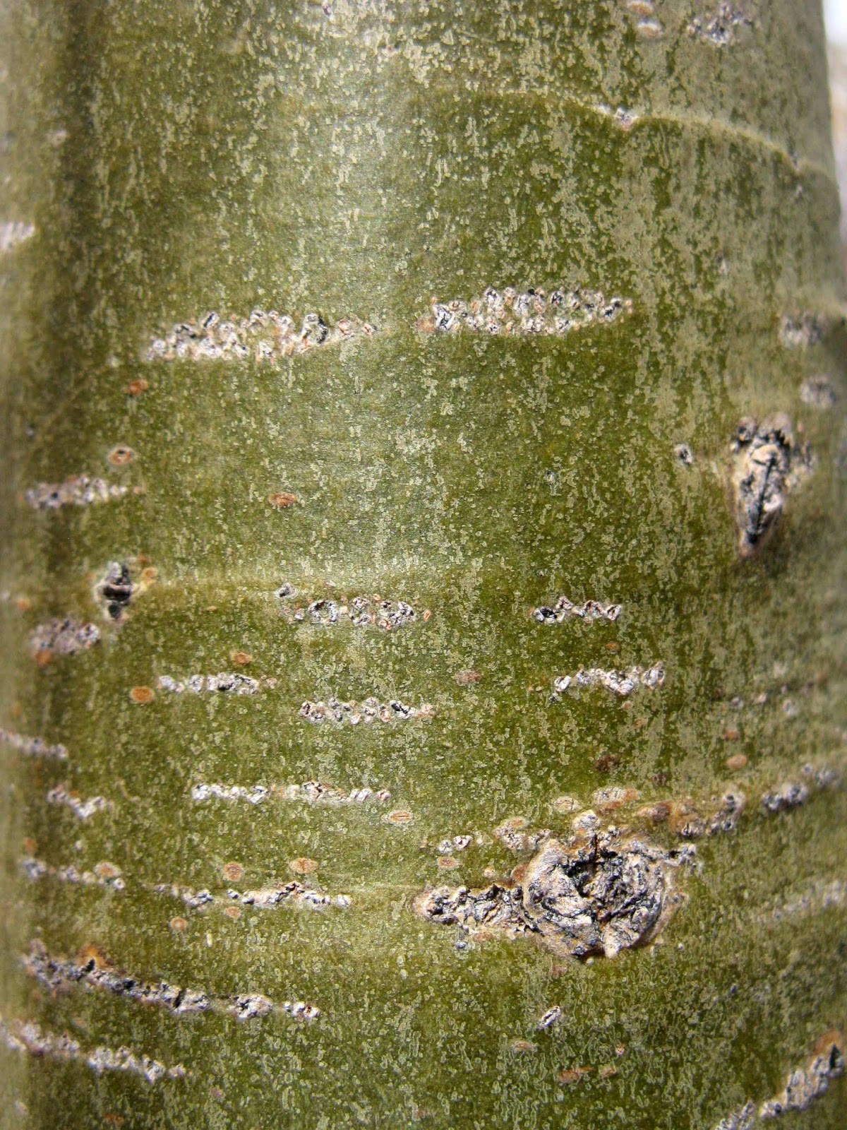 In the Company of Plants and Rocks: How aspen use green ... or do they?