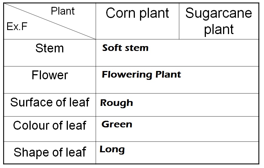 E- LEARNING: External Features Of Plants