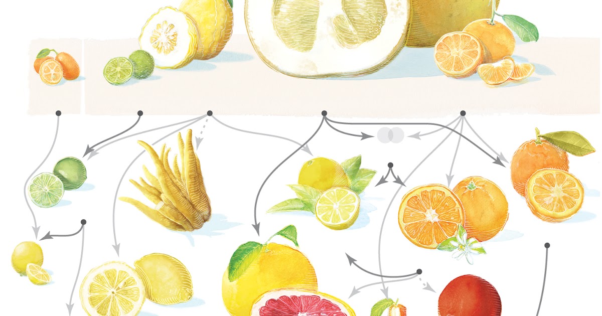 The Citrus Family Tree 國家地理雜誌 | 樹沃客樹藝