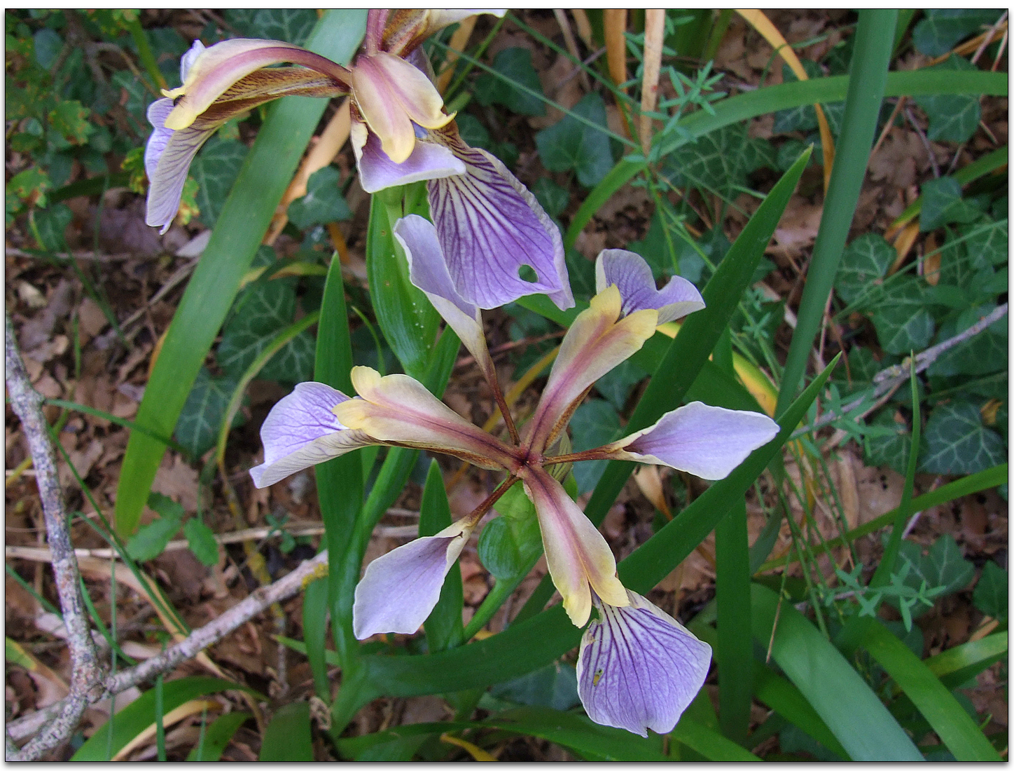 rocayflor: Camino de El Pueyo. Iris foetidissima. "lirio hediondo"