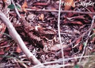 Puerto Rico, Isla Bella !!!: Guabairo