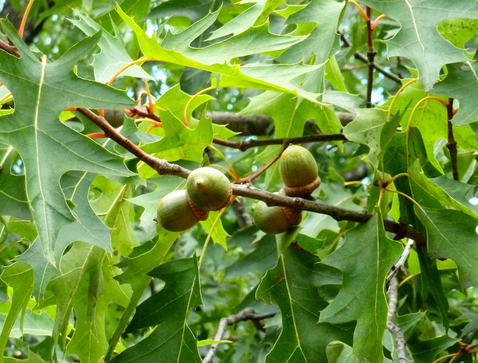 Árboles con alma: Roble rojo americano (Quercus rubra)
