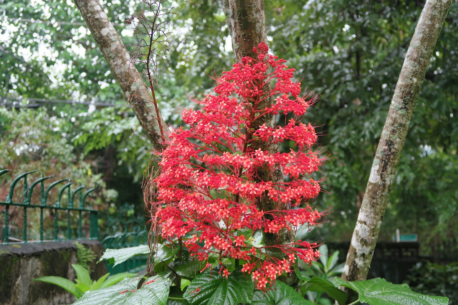 Kleyns In The Philippines: * Flowers (Mga Bulaklak) 1