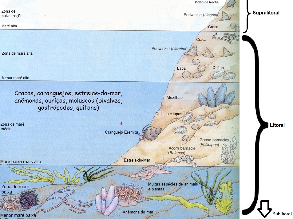 Bate-papo com Netuno: Divisões Oceanográficas