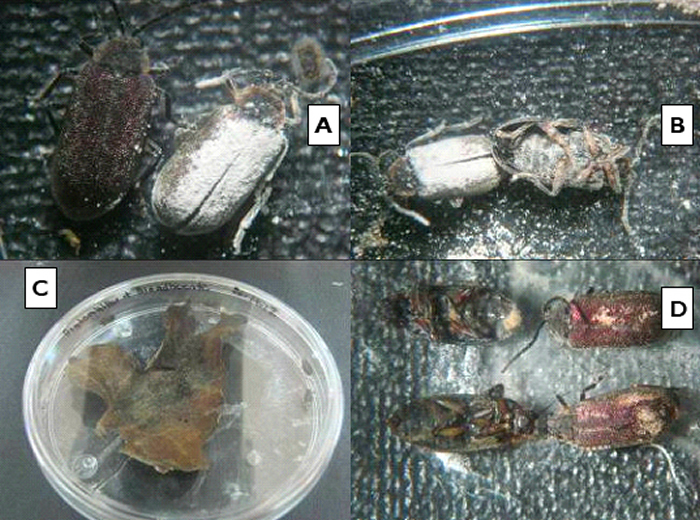 Miyo Spiral: Práctica 11 Microscopio Estereoscopio
