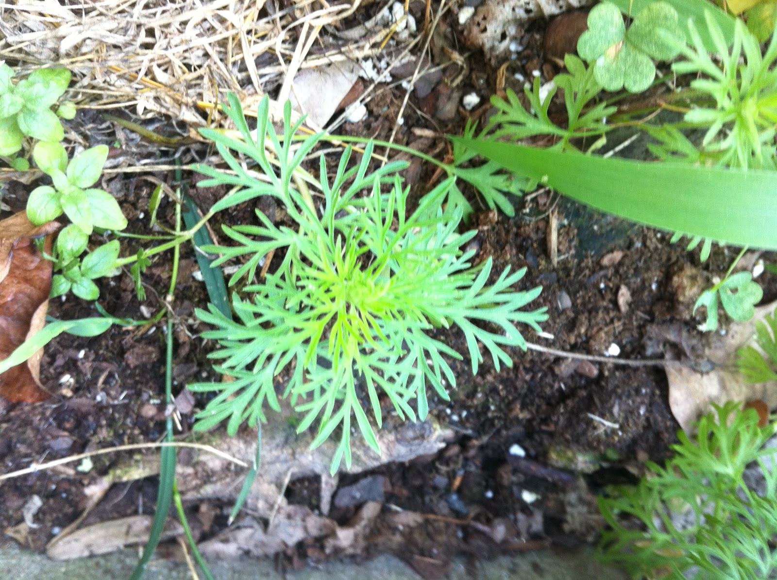 Lin's Gardens: Lin's Plant Files: Delphinium