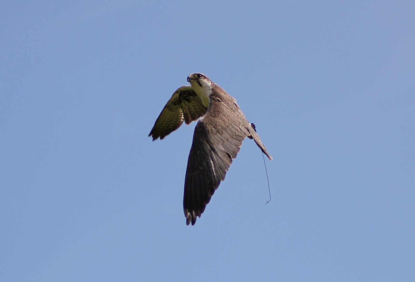 Strathblane Falconry News: February 2011