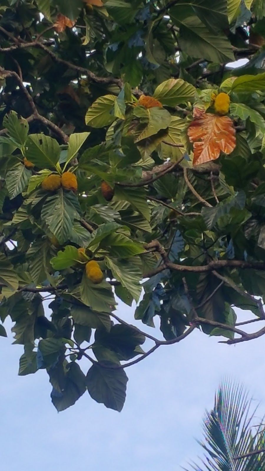 Tropical Pasture Natural Farm: Artocarpus Blancoi