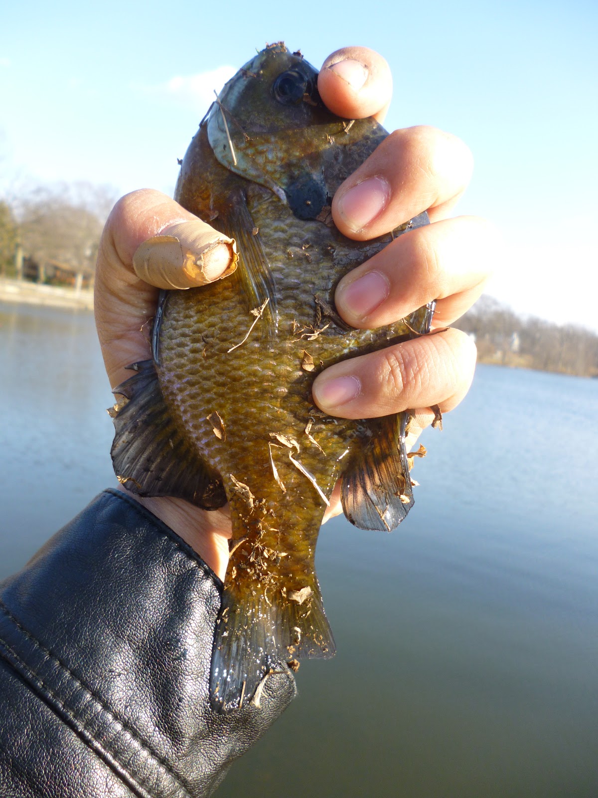 Extreme Philly Fishing: Fishing at Haddon Lake in NJ