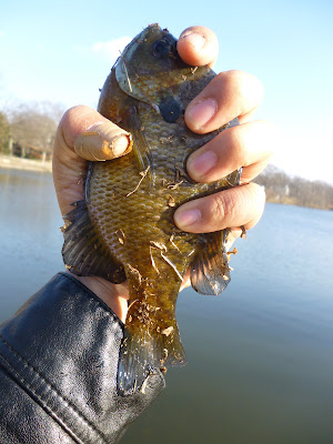 Extreme Philly Fishing: Fishing at Haddon Lake in NJ