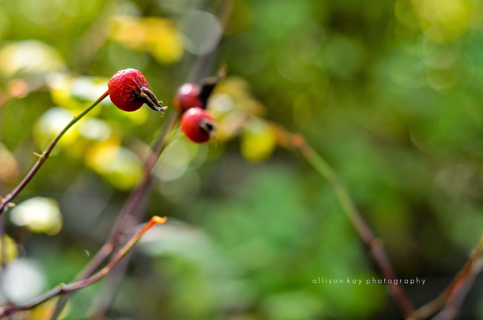 allison kay photography