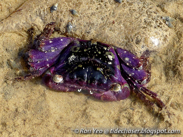 tHE tiDE cHAsER: Grapsid Crabs (Phylum Arthropoda: Family Grapsidae) of ...
