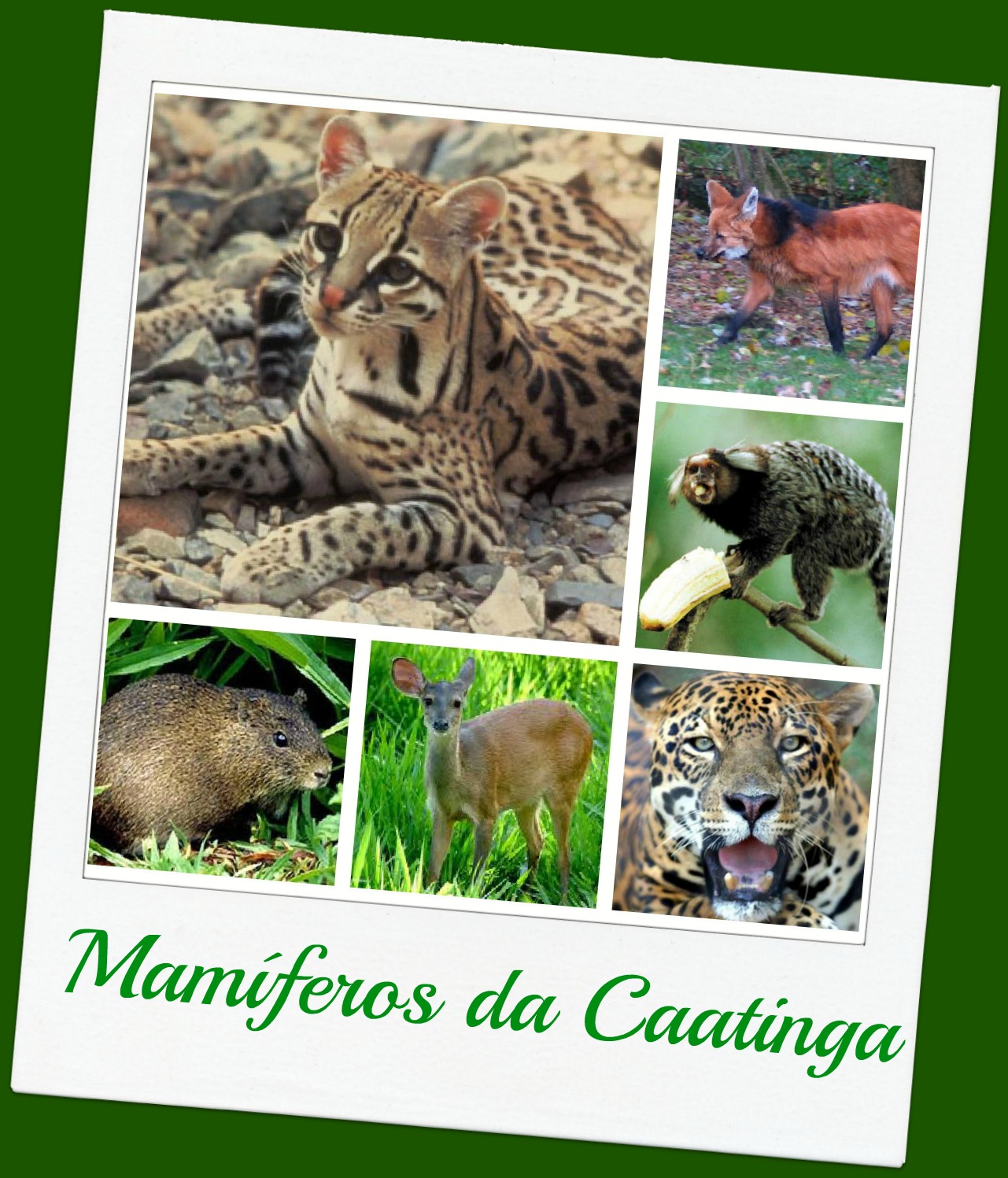 VENTO NORDESTE: A SURPREENDENTE E BELA FAUNA DA CAATINGA