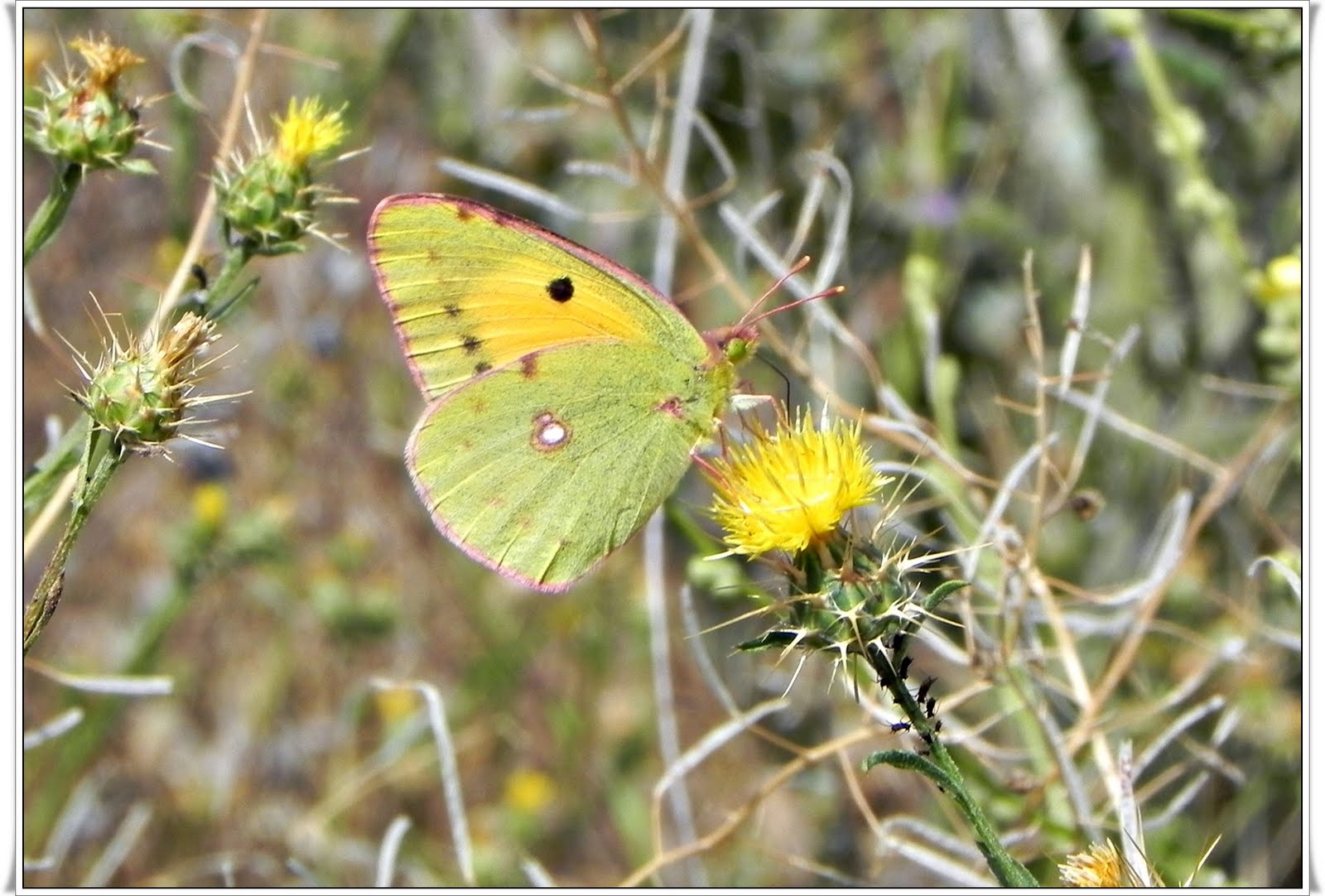 NaturAranjuez: Colias crocea
