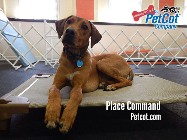 The PetCot Company: Dog Training 101: Place Training Made Easy!