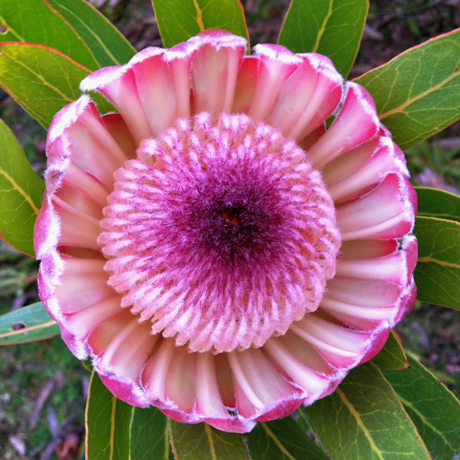 Tips for Longer Vase Life (2024)