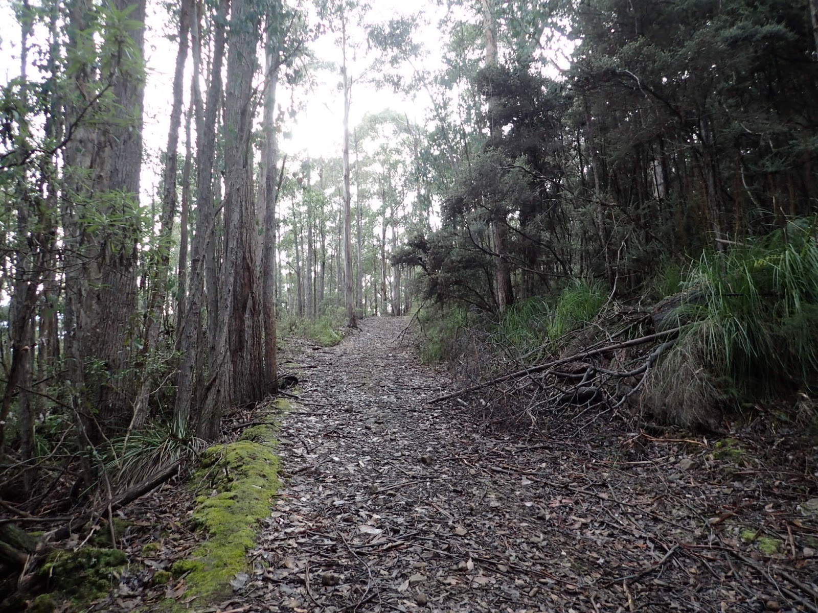 Frying Pan Hills | Hiking South East Tasmania