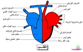 مدونة مدراء المدارس 34 بجامعة جازان: تقسيم القلب
