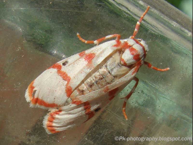 Red-striped Tiger Moth | Nature, Cultural, and Travel Photography Blog