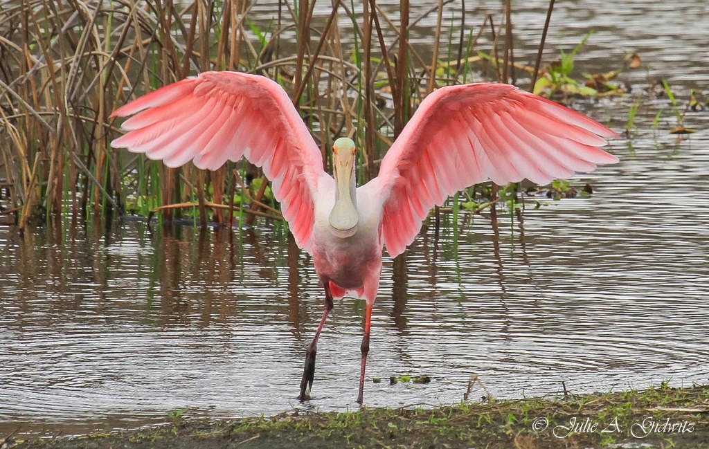 Birding Is Fun!: Birds of the Gulf Coast