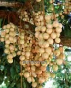 Anim Agro Technology: TEKNOLOGI TANAMAN RAMBAI